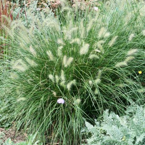 Little Bunny Dwarf Fountain Grass - Plant Guide
