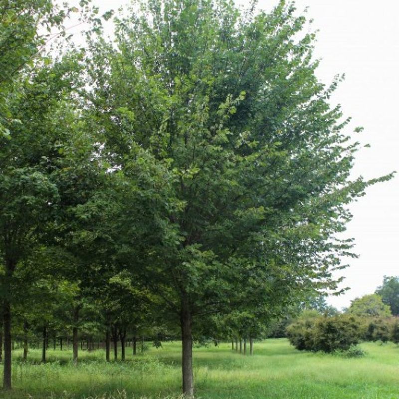 Princeton Elm - Plant Guide