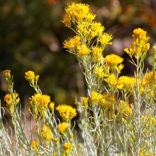 Rabbitbrush - Plant Guide