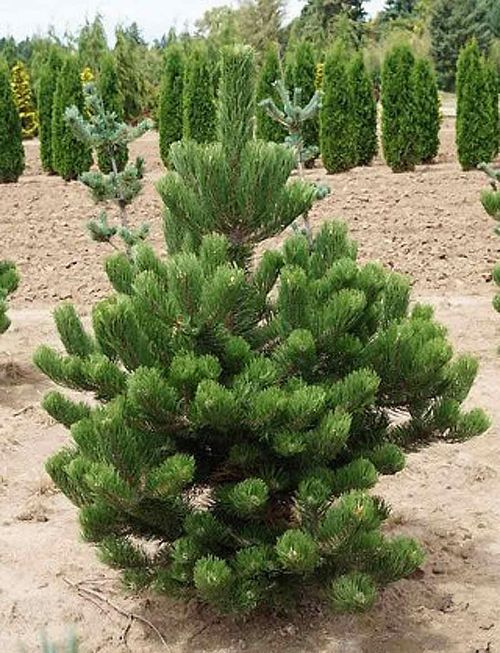 Oregon Green Austrian Pine - Plant Guide