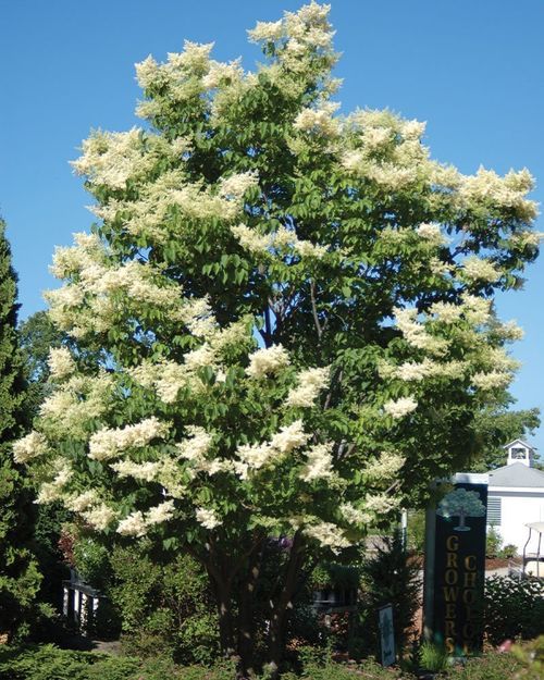 Ivory Silk Japanese Tree Lilac - Plant Guide