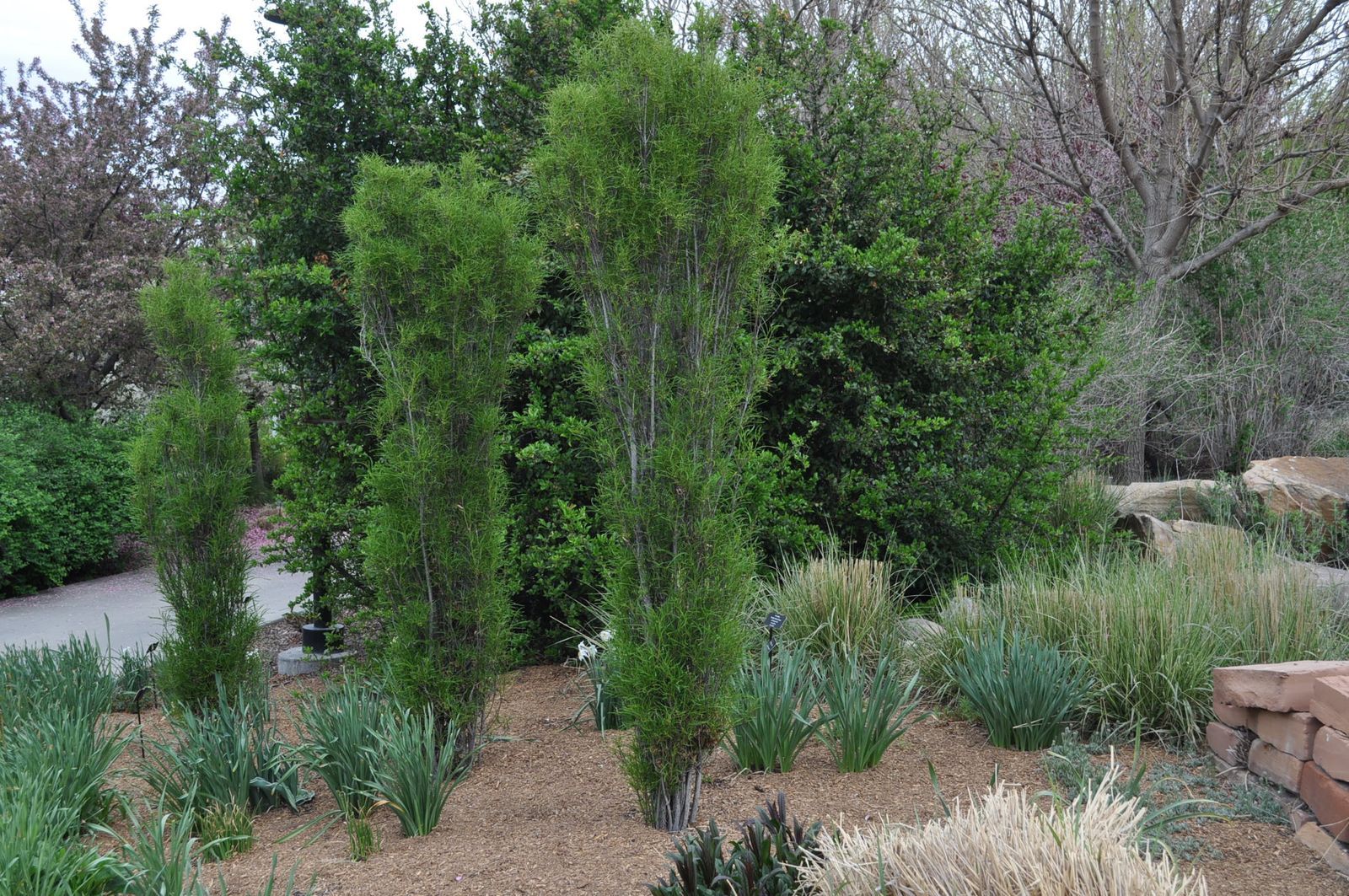 Plant Guide – Proven Winners