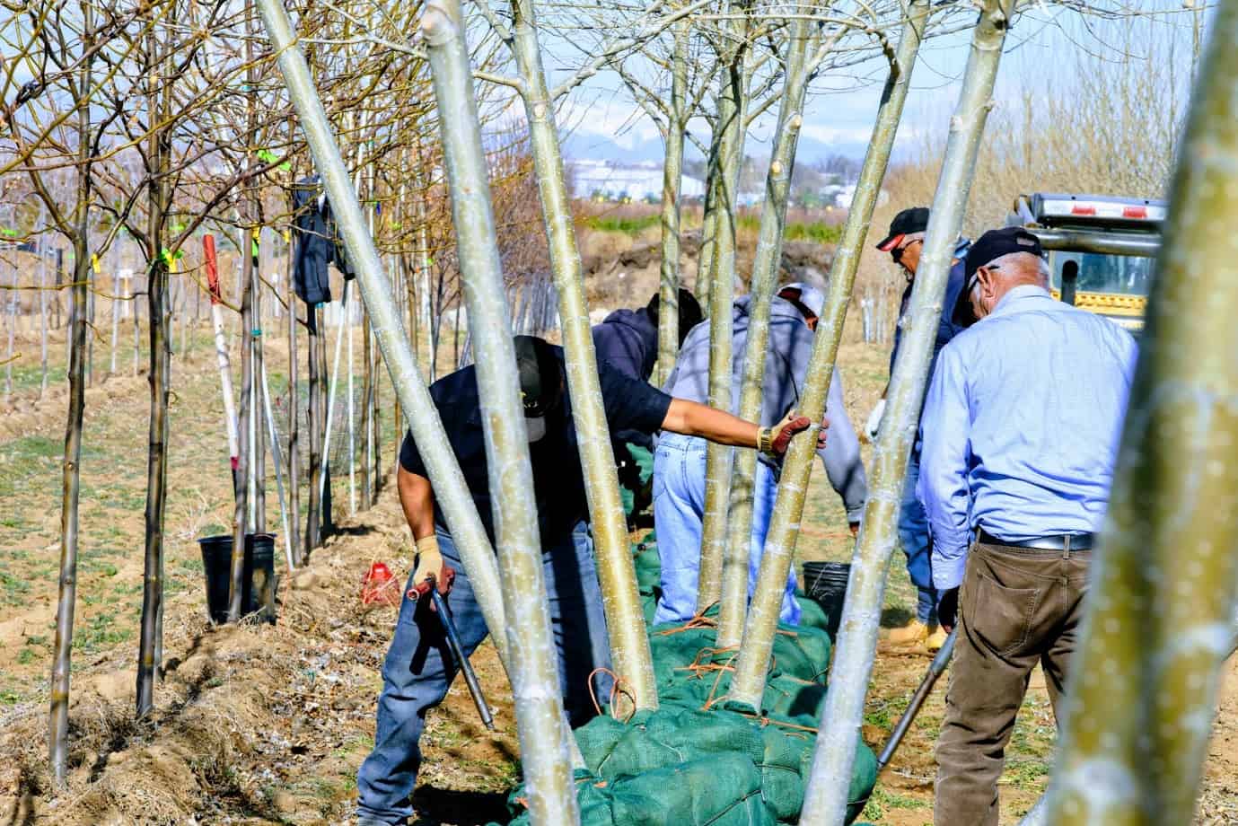 Labor Force Multiplier | Arbor Valley Nursery