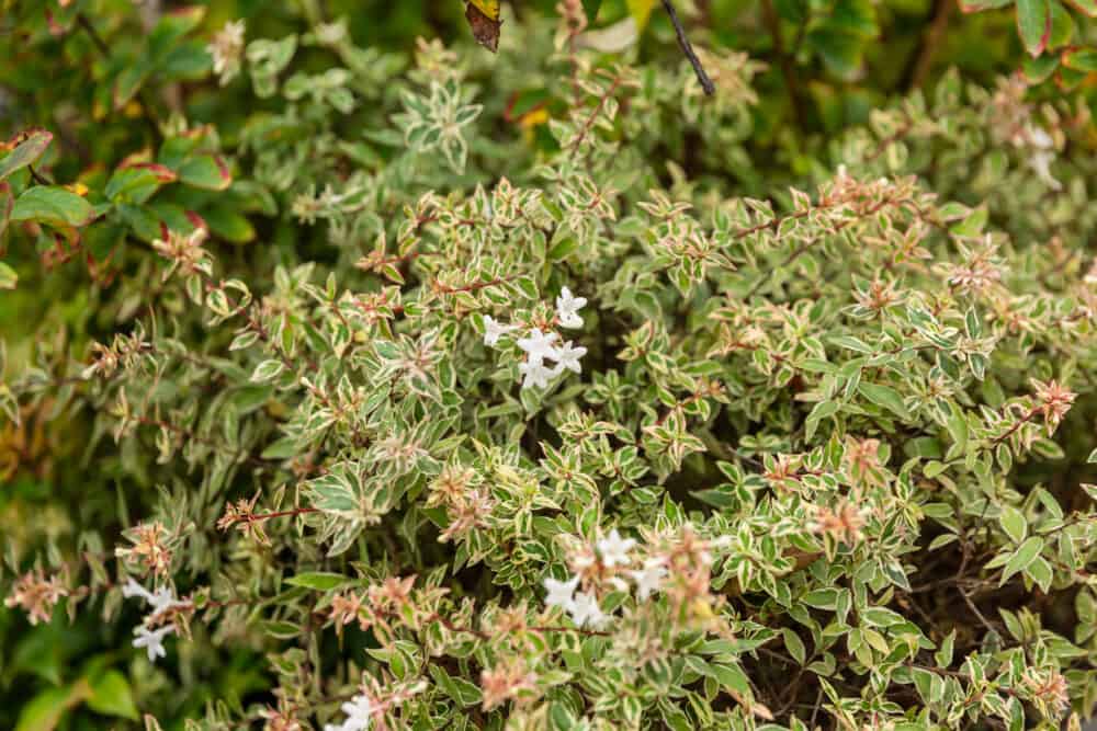 Vanilla Brandy™ Abelia - Plant Guide
