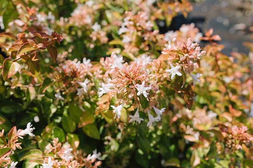 Eternal Sunshine™ Abelia - Plant Guide