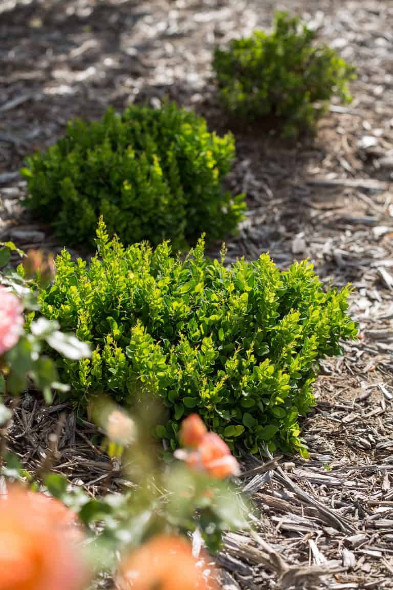 Moscato™ Barberry - Plant Guide
