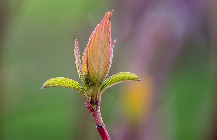 Firedance™ Dogwood - Plant Guide