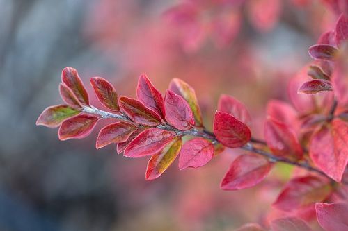 Autumn Inferno® Cotoneaster - Plant Guide