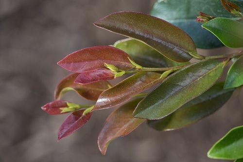 Linebacker™ Distylium - Plant Guide