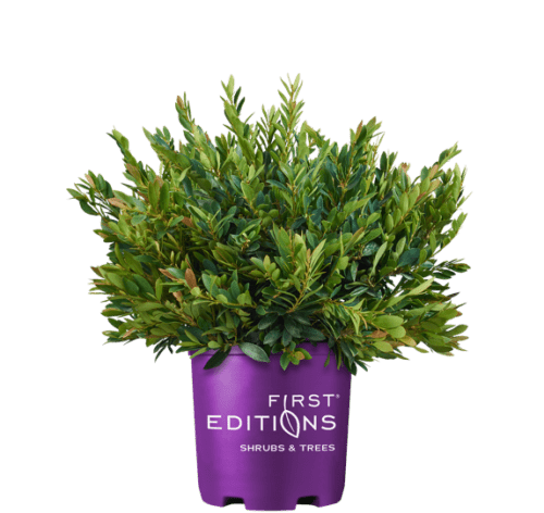 Cinnamon Girl® Distylium - Plant Guide