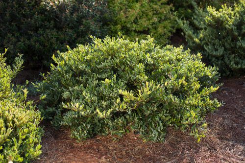Swing Low® Distylium - Plant Guide