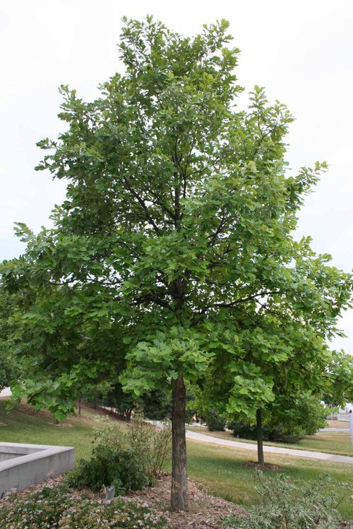 Swamp White Oak - Plant Guide