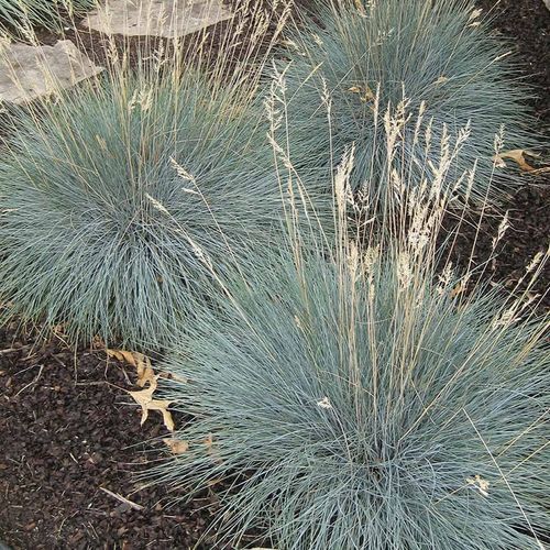 Beyond Blue Fescue - Plant Guide