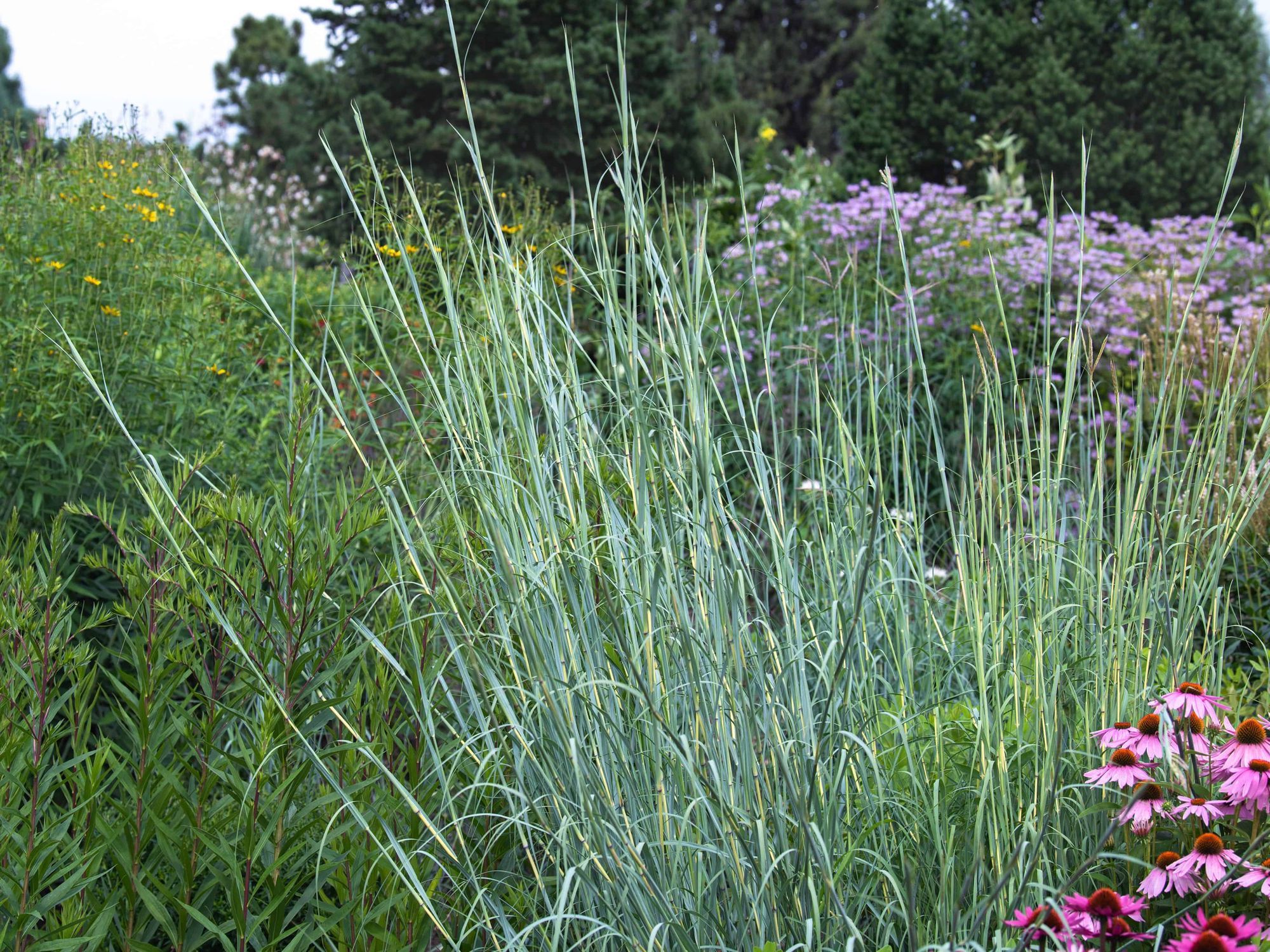 Big Bluestem - Plant Guide