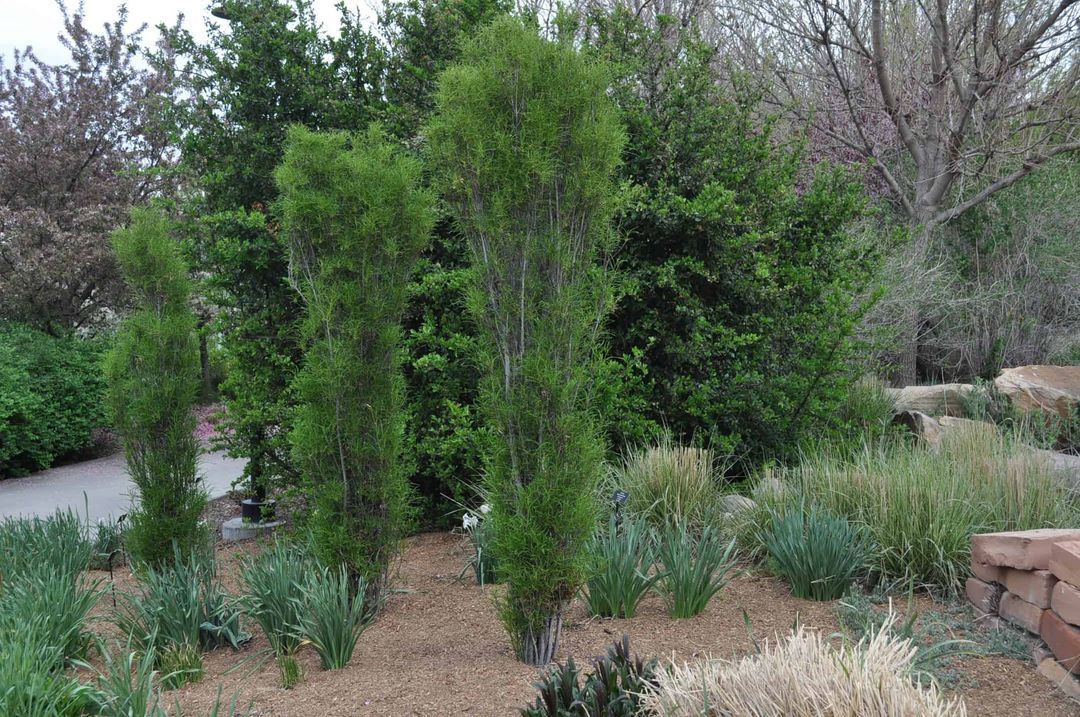 Fern Leaf Buckthorn Landscaping Tips | Blog | Arbor Valley Nursery