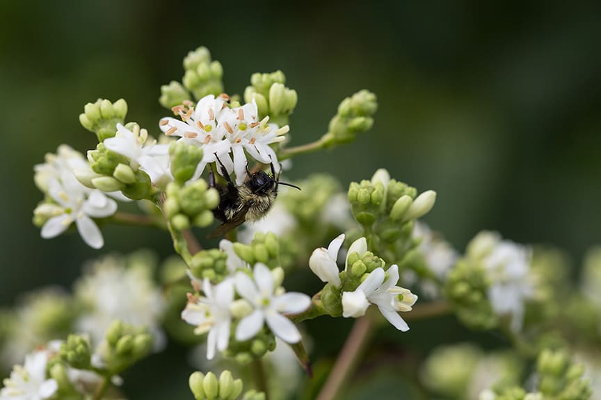 Tianshan® Seven-Son Flower - Plant Guide