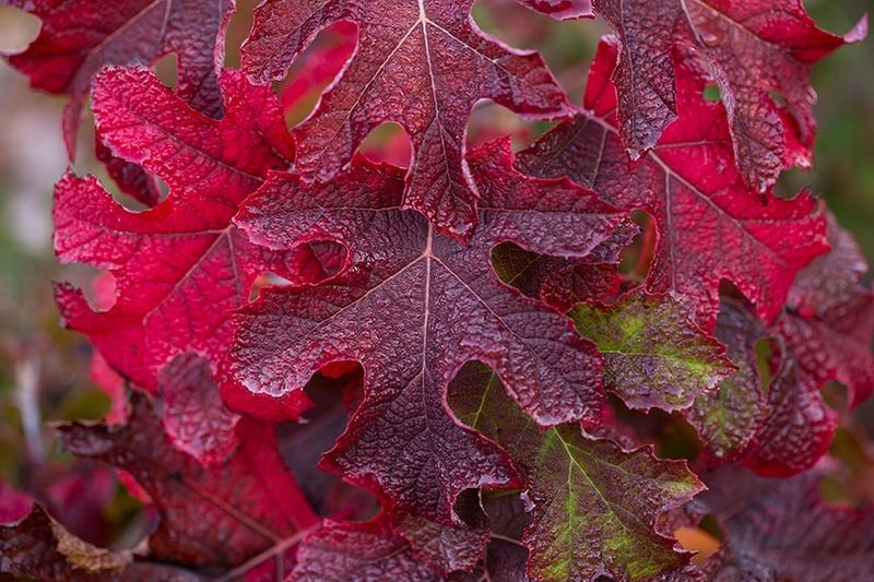 Jetstream™ Oakleaf Hydrangea - Plant Guide