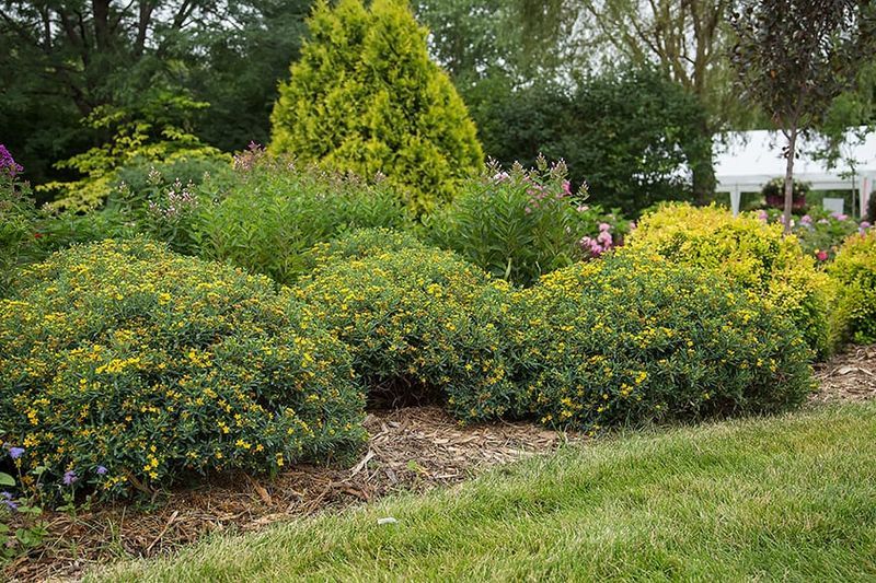 Cobalt-n-Gold™ Hypericum - Plant Guide