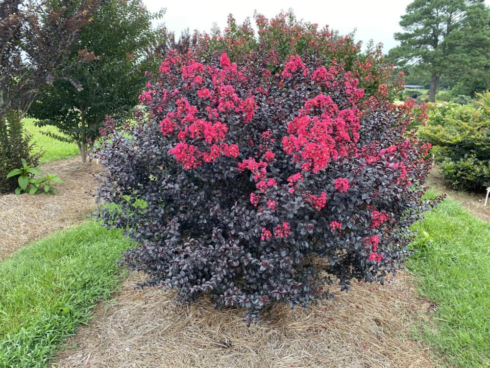 Shadow Magic™ Crapemyrtle - Plant Guide