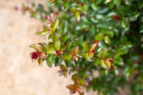 Ruffled Red Magic Crapemyrtle - Plant Guide