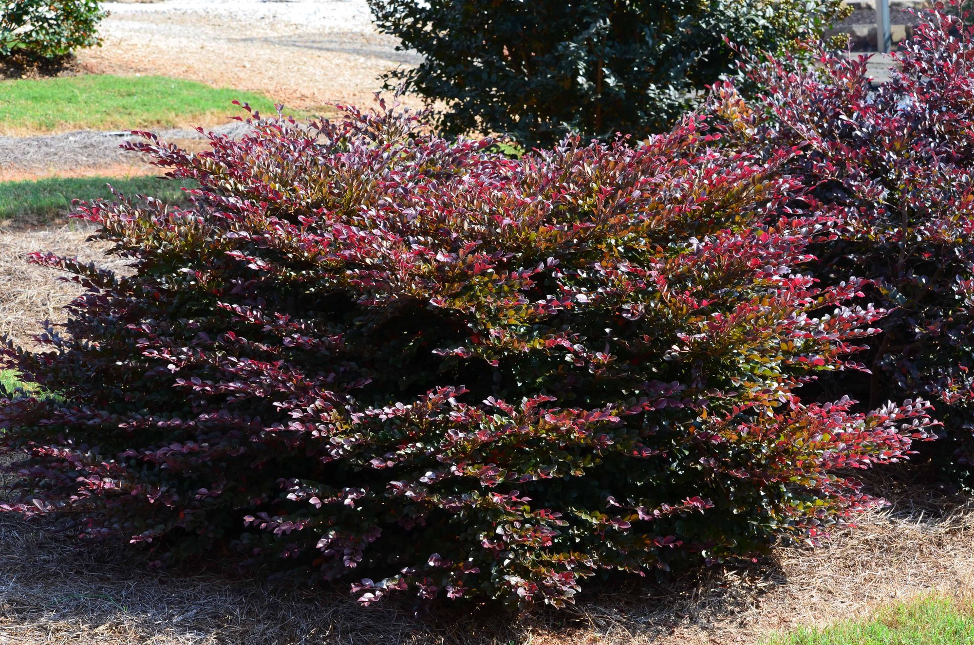 Crimson Fire™ Fringe Flower - Plant Guide