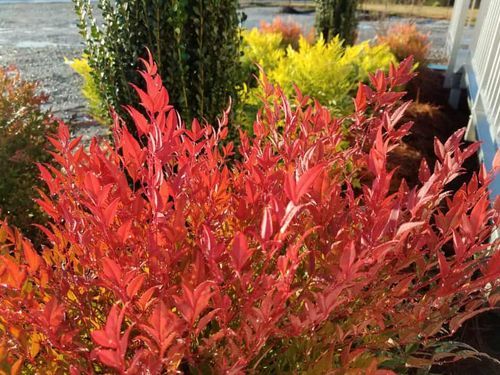Cool Glow™ Pomegranate Nandina - Plant Guide