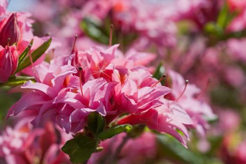 Electric Lights™ Double Pink Azalea - Plant Guide