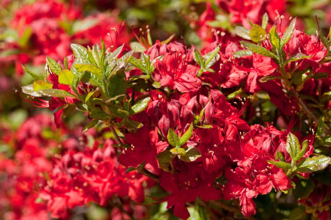 Electric Lights™ Red Azalea - Plant Guide