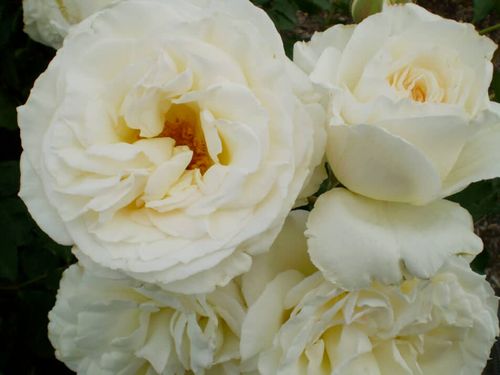 The Finest™ Rose - Plant Guide