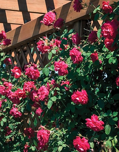 Ramblin' Red® Rose - Plant Guide