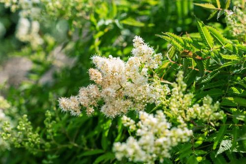 Matcha Ball® Ash Leaf Spirea - Plant Guide
