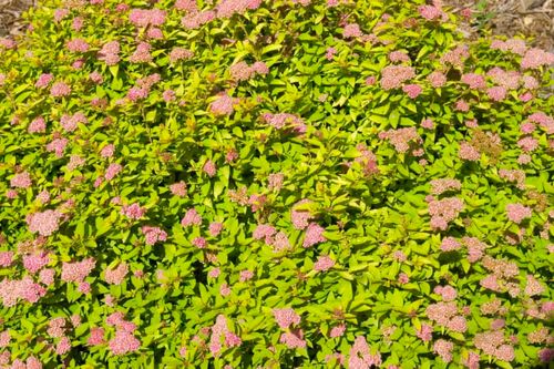 Sundrop™ Spirea - Plant Guide