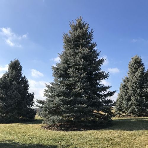 Landscaping Guide for Colorado Blue Spruce | Blog | Arbor Valley Nursery