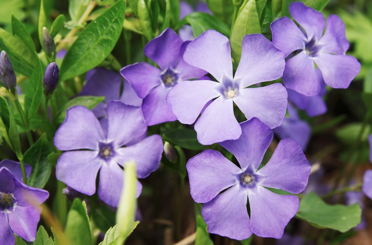 Vinca Guide: Landscaping Tips | Blog | Arbor Valley Nursery