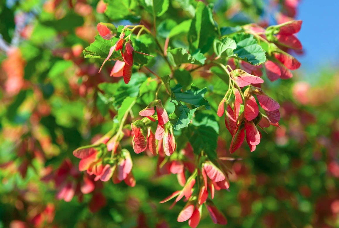 Hot Wings Maple Landscaping Guide | Blog | Arbor Valley Nursery