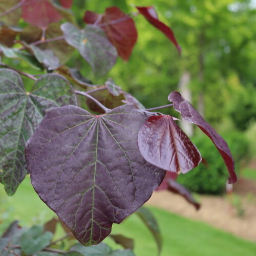 Midnight Express® Redbud - Plant Guide