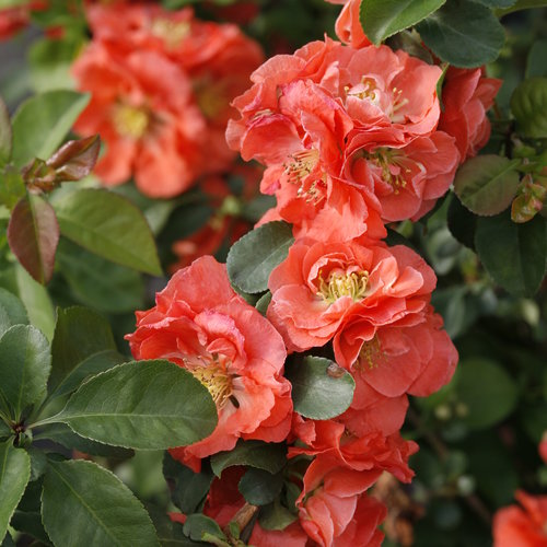 Double Take® Peach Quince - Plant Guide