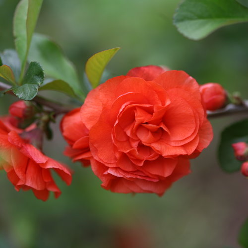 Double Take® Orange Quince - Plant Guide