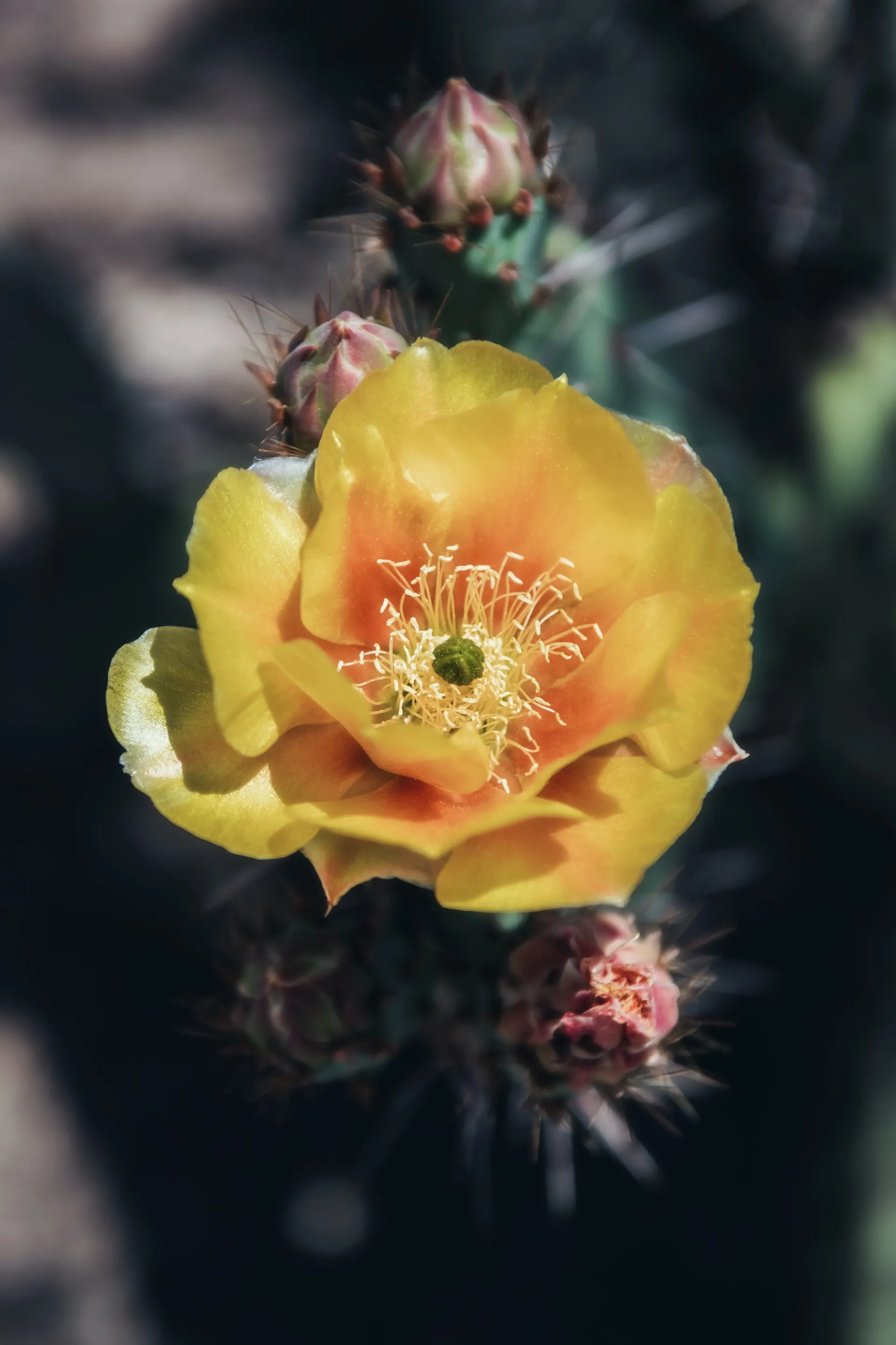 Xeriscaping in the Rockies: Sustainable Landscaping Solutions for ...