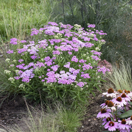 Firefly Amethyst Yarrow - Plant Guide