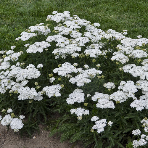 Firefly Diamond Yarrow - Plant Guide