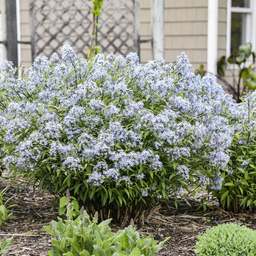 'Storm Cloud' Bluestar - Plant Guide