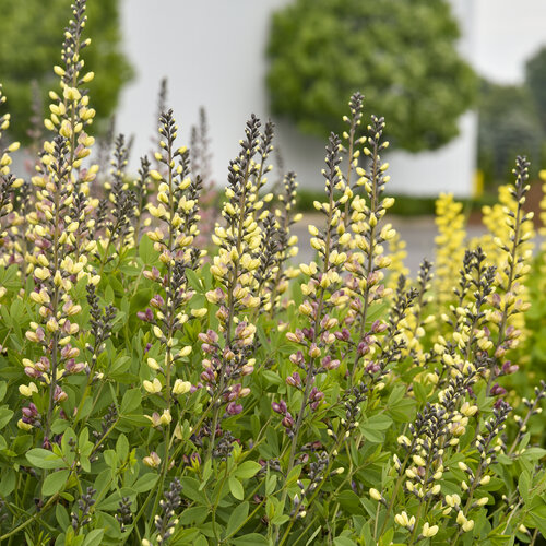 Decadence® Deluxe 'Pink Lemonade' - Plant Guide
