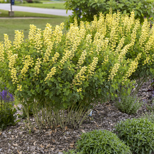 Decadence® 'Lemon Meringue' - Plant Guide