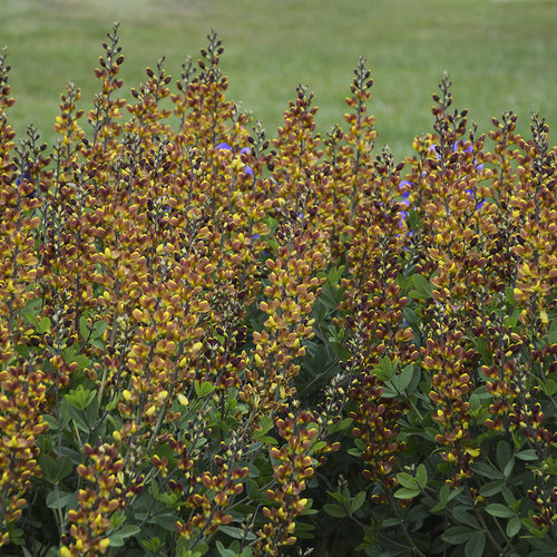 Decadence® 'Cherries Jubilee' - Plant Guide