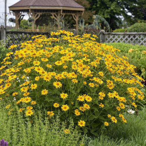 Girasol perenne «Sol toscano» - Guía de plantas