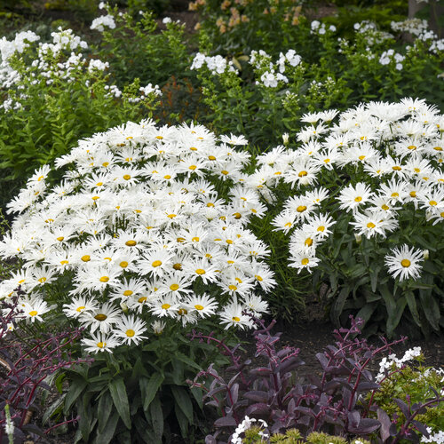 Amazing Daisies® 'Spun Silk' Shasta Daisy - Plant Guide