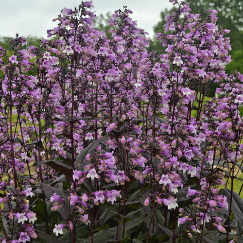'Midnight Masquerade' Beardtongue - Plant Guide