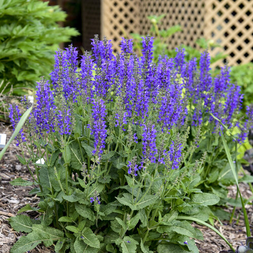 Color Spires® 'Indiglo Girl' Perennial Salvia - Plant Guide