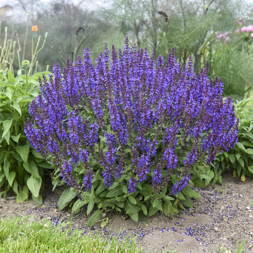 'Violet Profusion' Perennial Salvia - Plant Guide